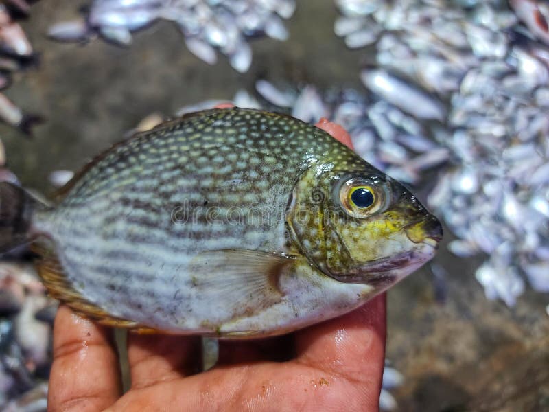 Spotted Rabbit Fish Spinefoot Fish in Hand HD Stock Photo - Image of ...