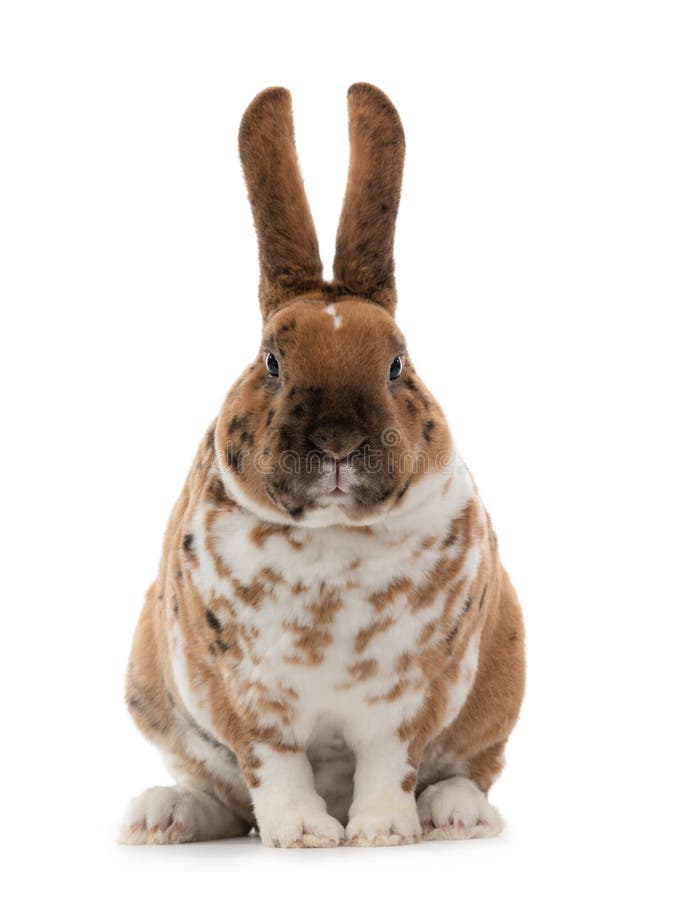 Spotted Rabbit Stock Photos - Download 1,076 Royalty Free Photos