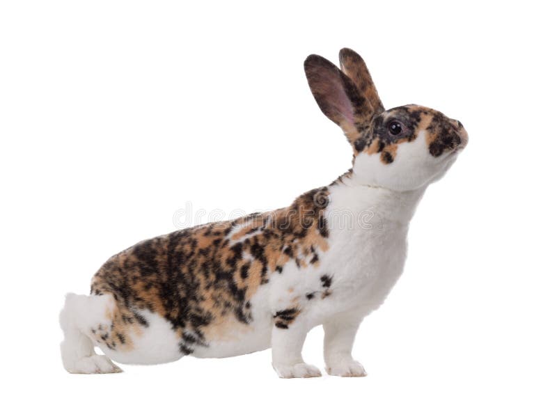 Spotted Rabbit Smiles with Open Mouth and Teeth Isolated on a White ...