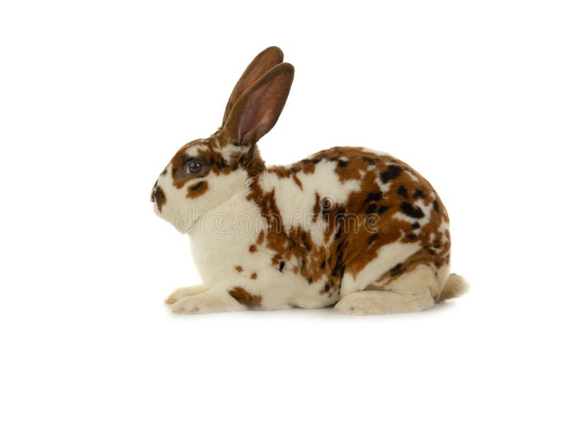 Spotted Rabbit Isolated on White Background Stock Image - Image of year ...
