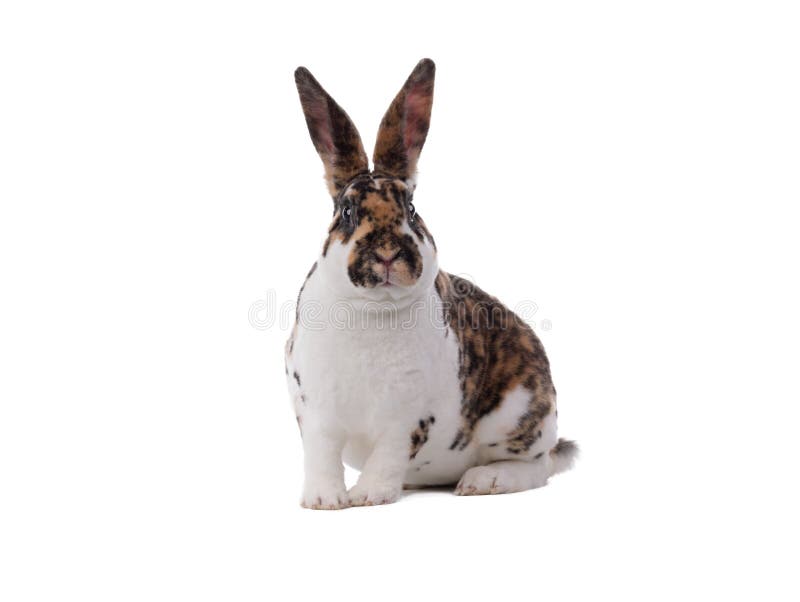 Spotted Rabbit Sitting Isolated on a White Stock Image - Image of ...