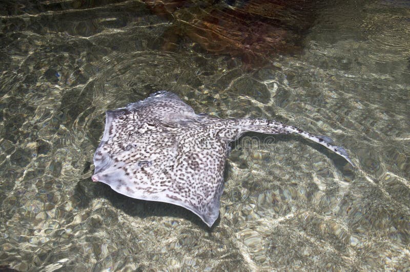 Spotted Ray stock photo. Image of fishes, spot, nature - 27847184