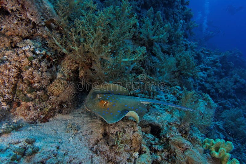 Spotted Ray On The Drop Off - Red Sea Stock Image - Image of underwater ...