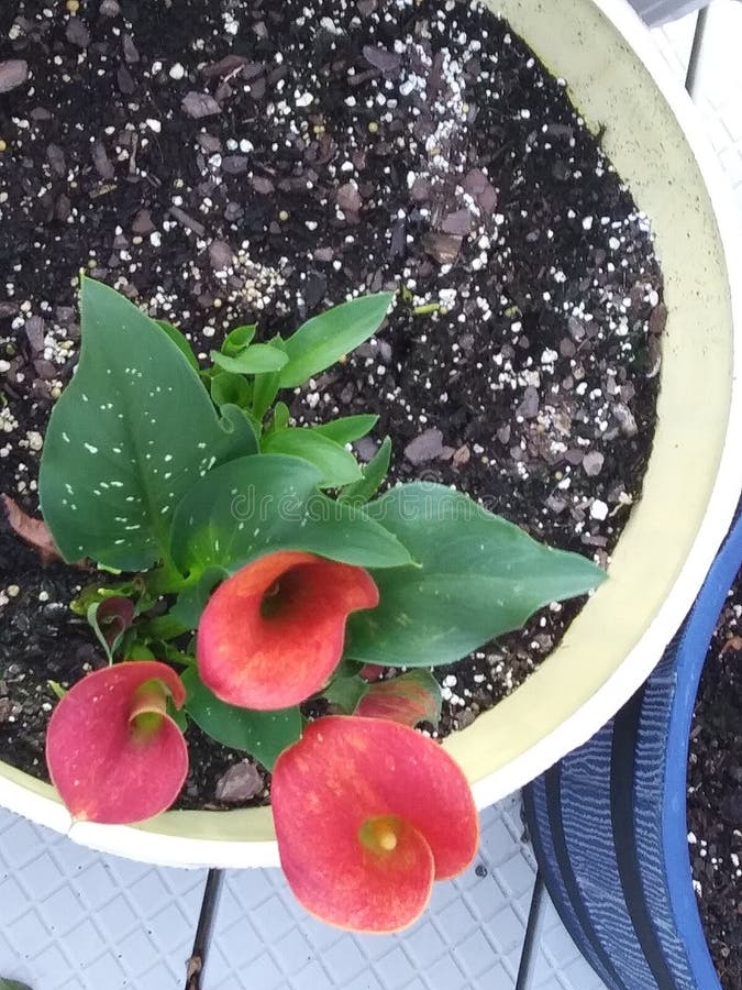 Spotted calla lily stock photo. Image of lily, shrub - 250429896