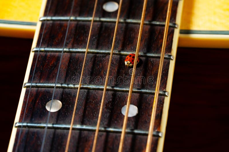 Spotted Red Ladybug Sits on Fretboard with the Strings of Classical ...