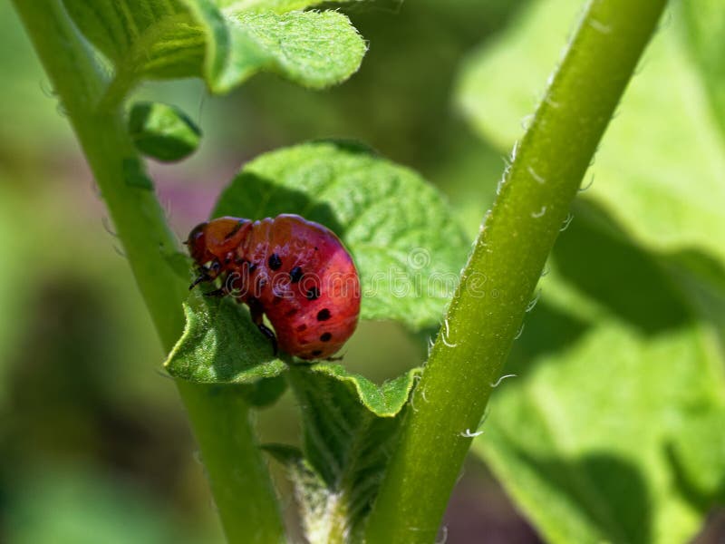 A Spotted Red Larva is Visible Amidst Lush, Green, Leafy Vegetation ...