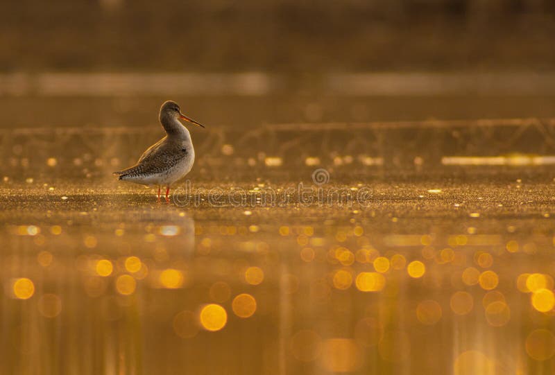 Spotted Red shank stock image. Image of ethnicity, dawn - 115028259