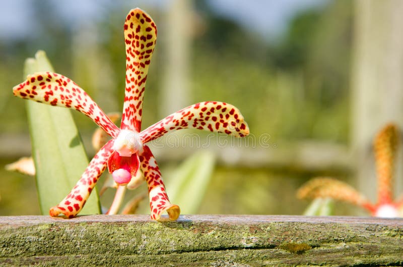 Red mokara orchid stock photo. Image of park, farming - 24247756