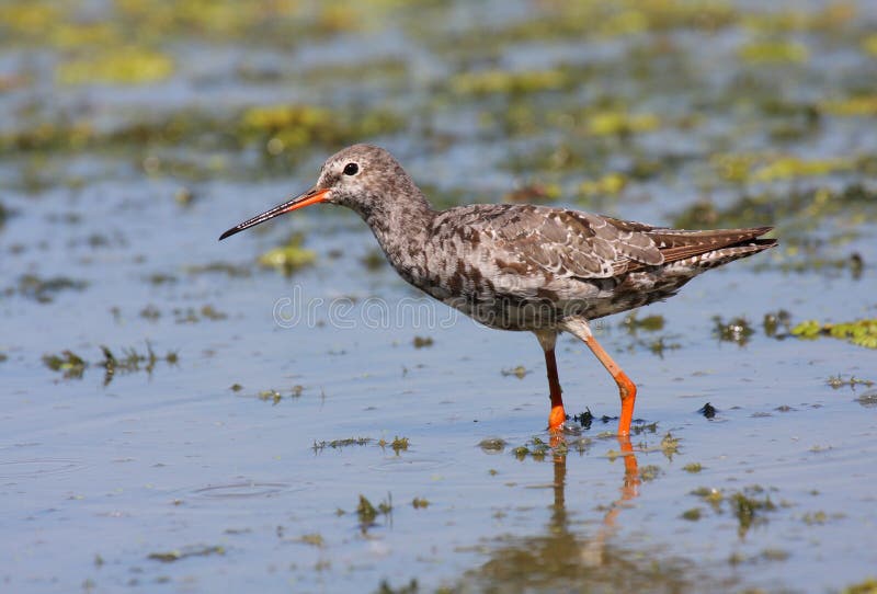 Spotted Redshank (Tringa Erythropus) Walking at Shore Stock Image ...