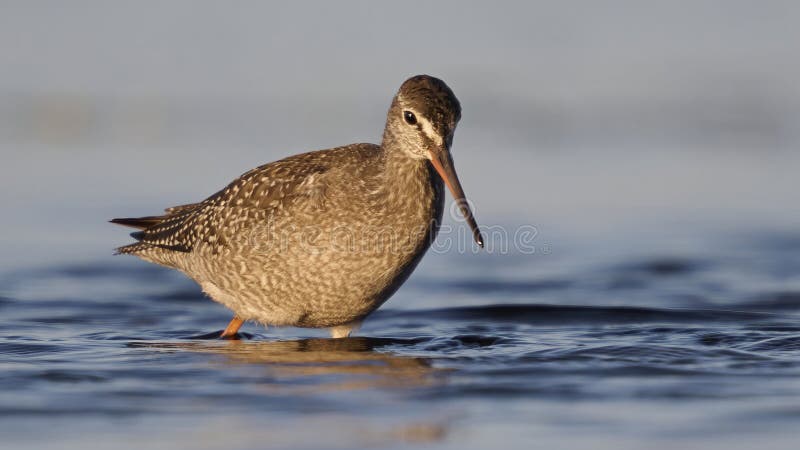 Spotted Redshank (Tringa Erythropus) Stock Photo - Image of habitat ...