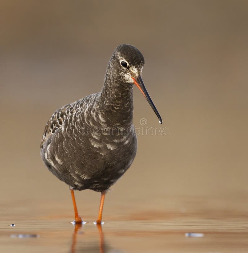 Spotted Redshank (Tringa Erythropus) Looking for Food in the Wetlands ... Spotted Redshank (Tringa Erythropus) Looking for Food in the Wetlands ...