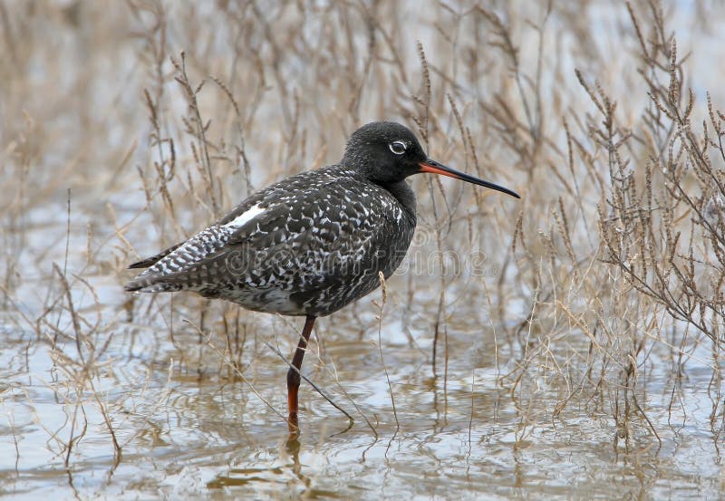 The Spotted Redshank Tringa Erythropus the Male Stock Image - Image of ... The Spotted Redshank Tringa Erythropus the Male Stock Image - Image of ...