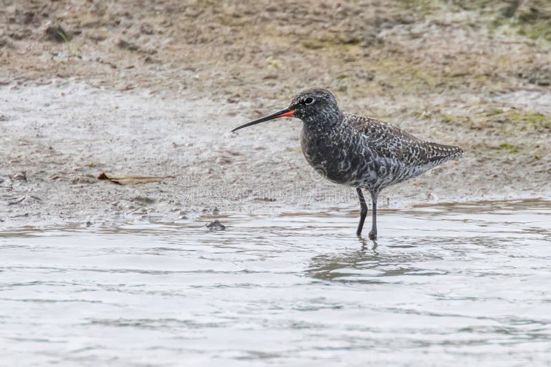 Spotted Redshank Wader Bird Tringa Erythropus Stock Photo - Image of ...