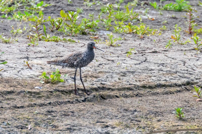 Spotted Redshank Wader Bird Tringa Erythropus Stock Image - Image of ... Spotted Redshank Wader Bird Tringa Erythropus Stock Image - Image of ...