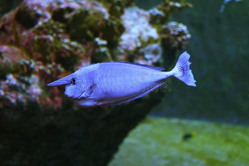 Spotted Rhino, Long-nosed Rhino Fish in Aquarium Close-up Stock Photo ...