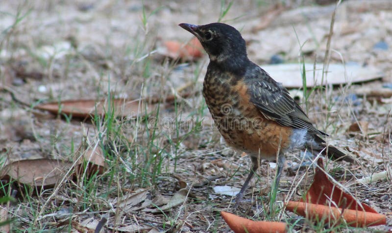 Spotted Robin -Fall leaves stock photo. Image of magnolia - 55485912