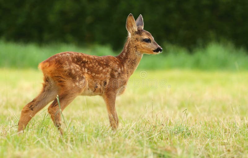 Roe deer Fawn stock image. Image of forrest, color, proud - 15086373