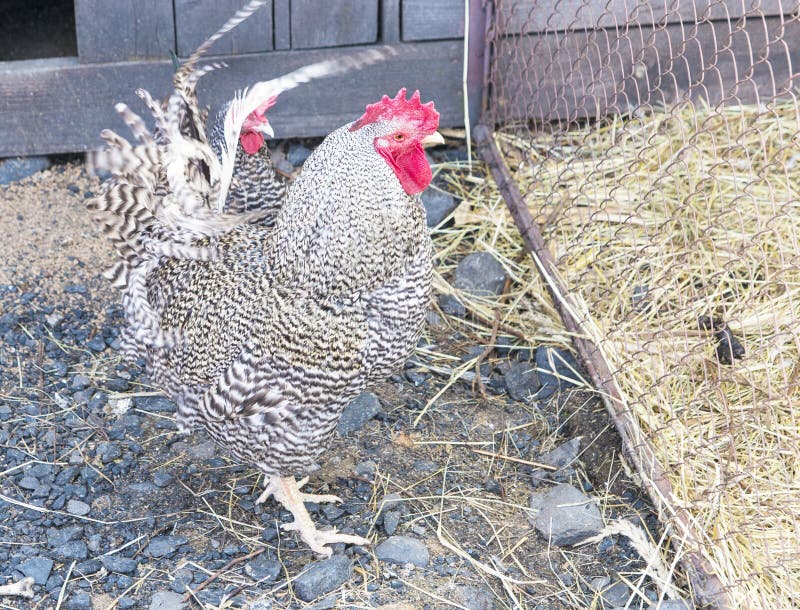 Spotted rooster in the zoo stock photo. Image of park - 160297660