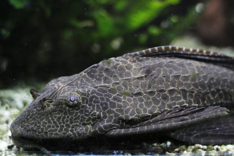 Spotted sailfin pleco stock photo. Image of wildlife - 13423986