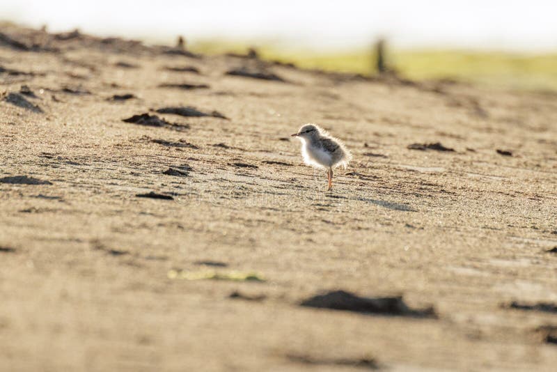 A Spotted Sandpiper Near the Water S Edge Stock Photo - Image of ...