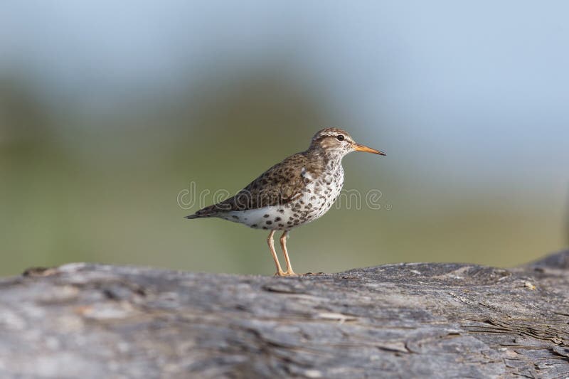 Spotted sandpiper bird stock image. Image of birds, animal - 149002477