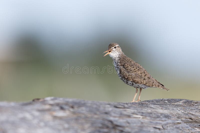 Spotted sandpiper bird stock image. Image of birds, spotted - 149002955
