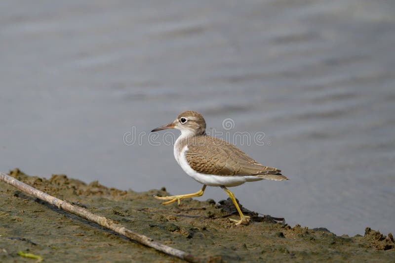 Spotted Sandpiper Standing on a Sandy Shore of Water Stock Image ...