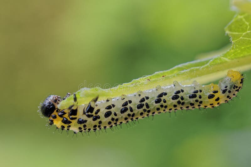 Sawfly, Symphyta Larva on Grass Blade, Macro Photo Stock Image - Image ...