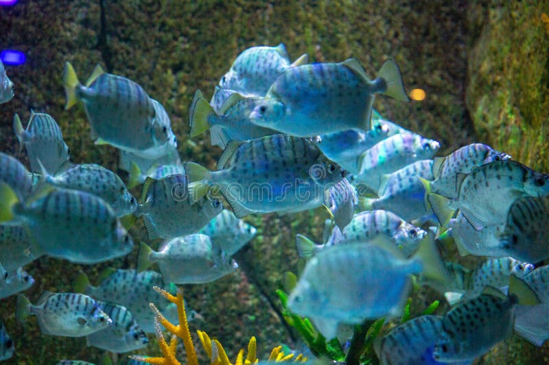 Spotted Scat Fish stock photo. Image of amount, tiger - 373545714