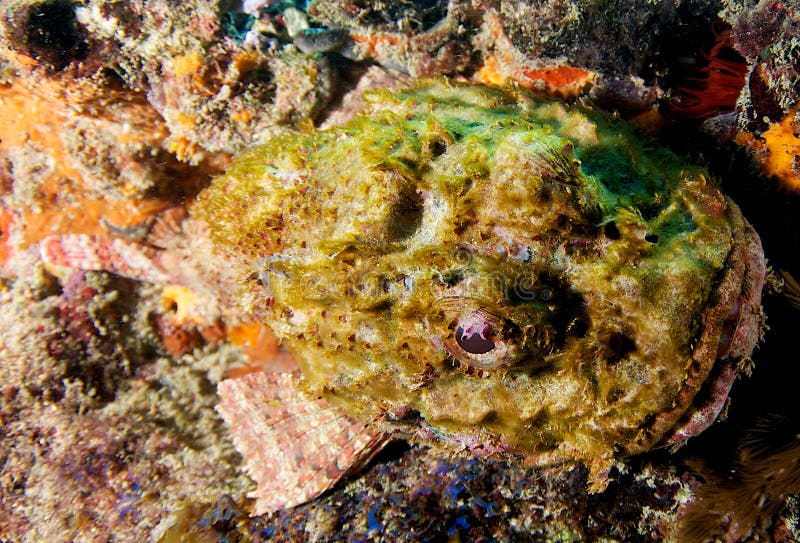 Spotted Scorpion Fish stock photo. Image of florida, angelfish - 17501028