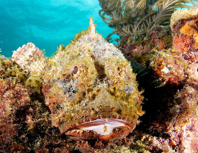 Spotted Scorpion Fish stock photo. Image of florida, angelfish - 17501028