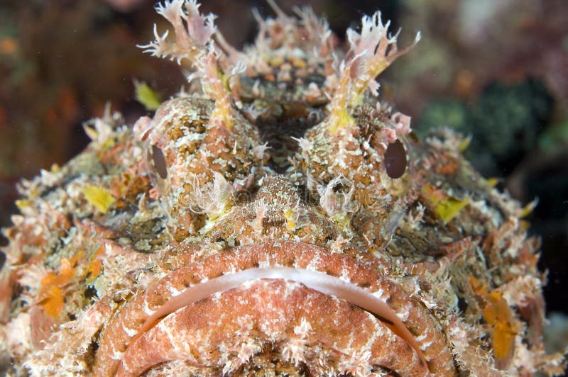 Spotted Scorpion Fish stock photo. Image of fish, fins - 7459946