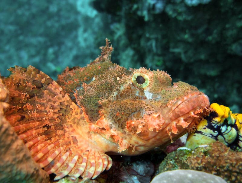 Spotted Scorpionfish stock image. Image of gamefish, atlantic - 17156143