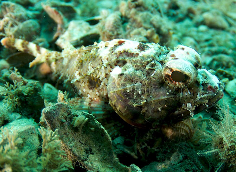 Spotted Scorpionfish stock photo. Image of reef, oceanography - 17632696