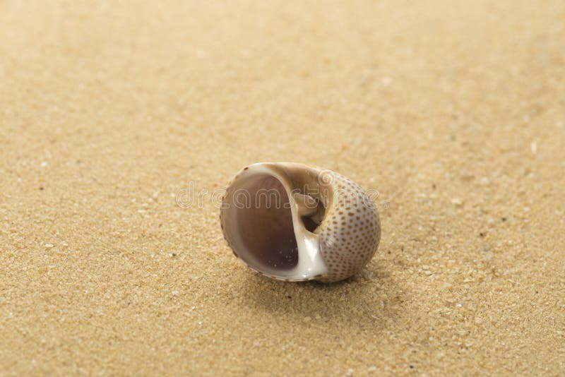Spotted Sea Snail Shell on the Sandy Beach Stock Image - Image of ...