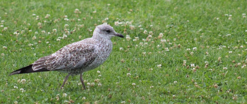 Spotted Seagull W Stock Photos - Free & Royalty-Free Stock Photos from ...