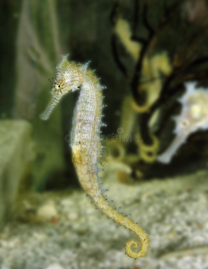 Spotted Seahorse, Hippocampus Kuda Stock Photo - Image of marine, fish ...