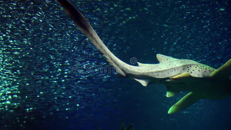 Spotted shark stock footage. Video of depth, swim, sunlight - 67292818