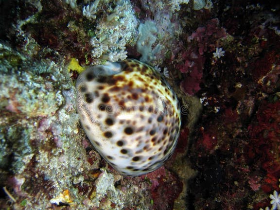 Spotted Shell Underwater stock photo. Image of ocean, shell - 214862