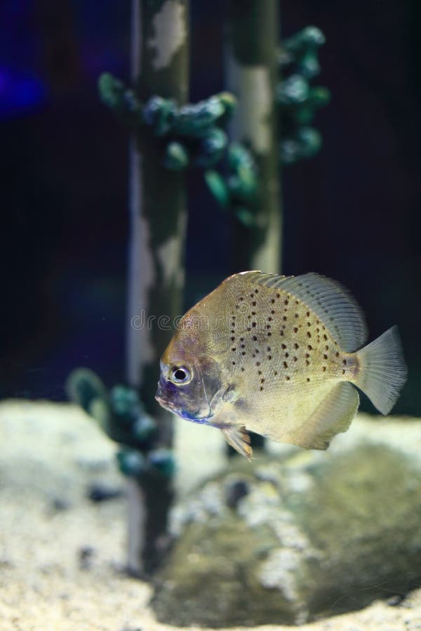 Spotted sicklefish stock photo. Image of sicklefish, thailand - 57613770