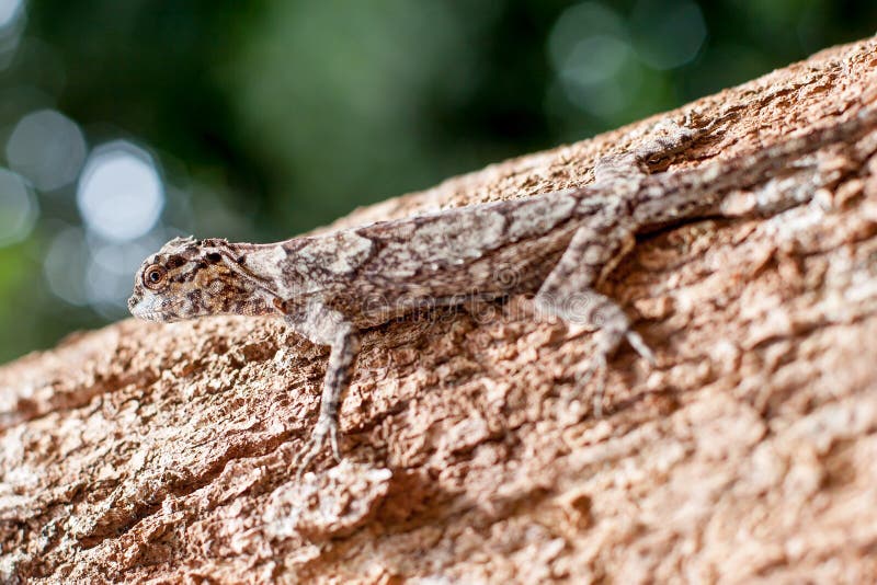 Lizard Is Hides Under Leaves Of Plant To Escape From Predators Stock ...