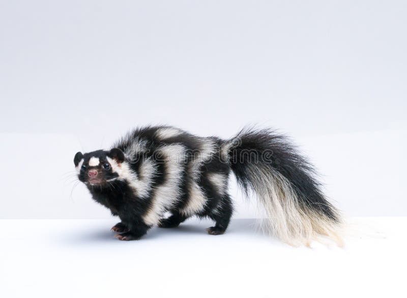 857 Skunk White Background Stock Photos - Free & Royalty-Free Stock ...