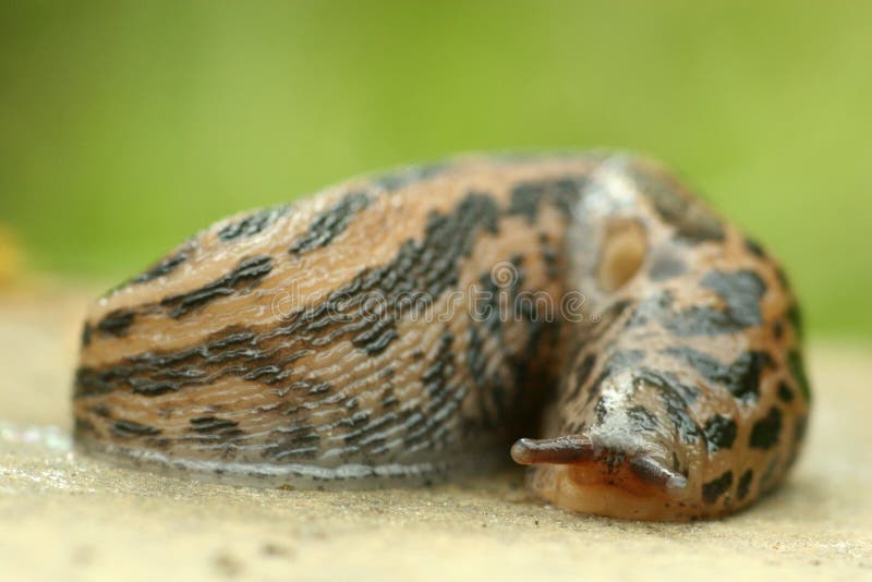 Spotted slug stock image. Image of fringe, wildlife, mollusca - 14728163