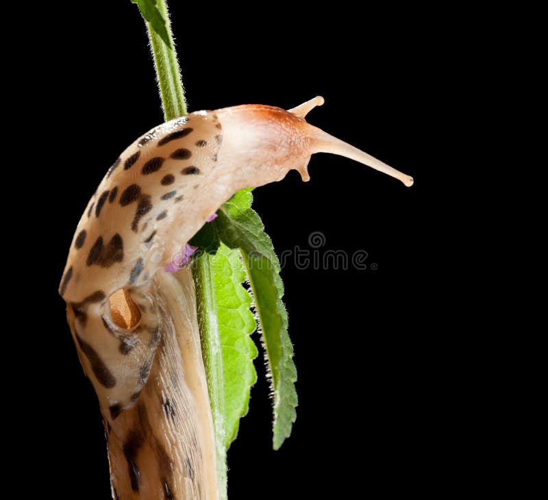 Spotted Slug Look Down from Herb Stock Image - Image of black, great ...