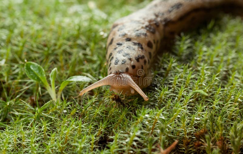 Spotted slug on moss stock photo. Image of moss, closeup - 64773928