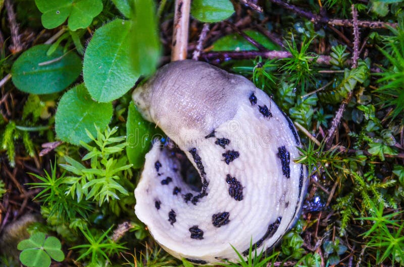 Spotted Snail without a Shell Stock Photo - Image of gastropod ...