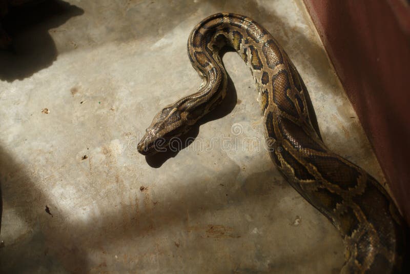 Snake on the Floor in Bright Sunshine Stock Image - Image of ...