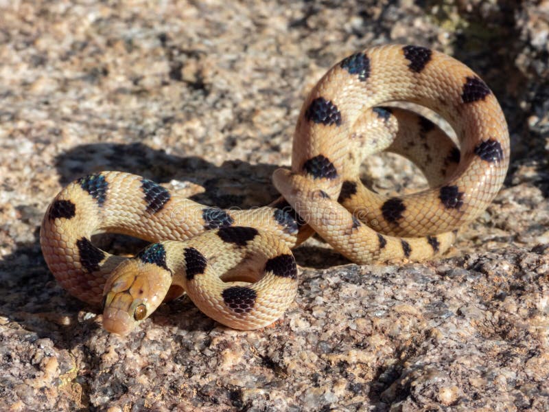 Spotted Snake on Rocky Surface in Sunlight Stock Illustration ...