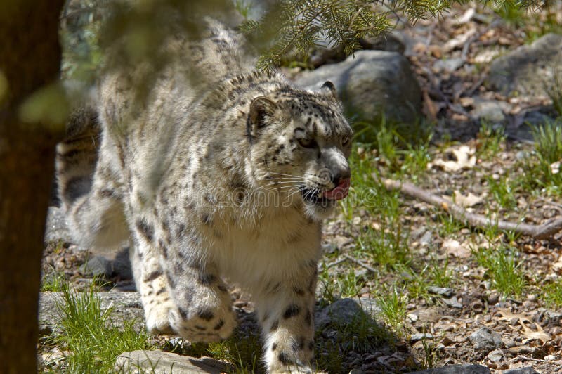 Spotted Snow Leopard stock image. Image of beast, nature - 2346577