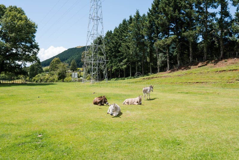 Spotted and Solid Colored Donkeys Resting on Green Pastures Stock Image ...